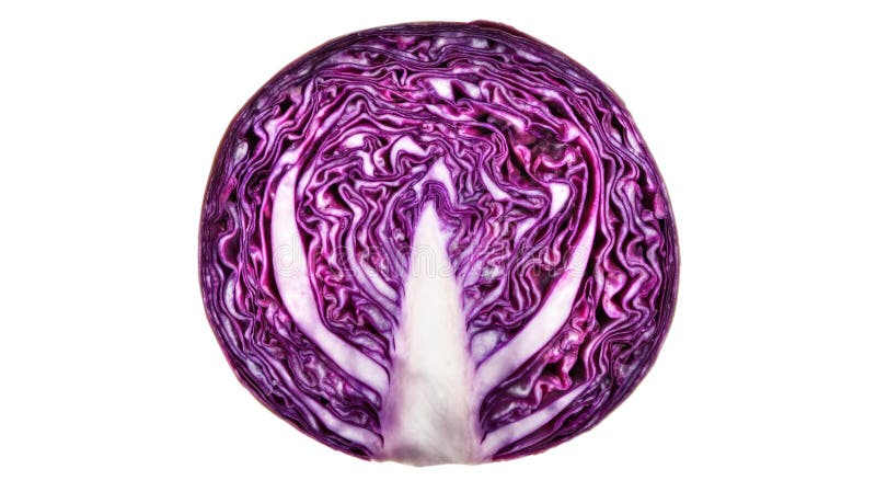 Cross-section of a Red Cabbage. Stock Photo - Illustration of purple ...