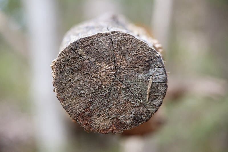 . Cross Section of a Rotten Tree Branch. Stock Image - Image of plant ...