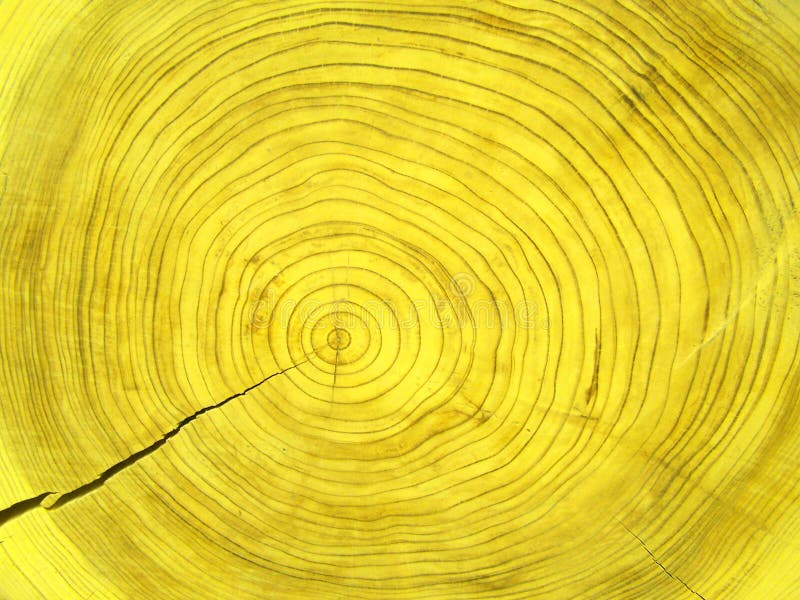 Cross section of sequoia stock photo. Image of macro, material - 5103126