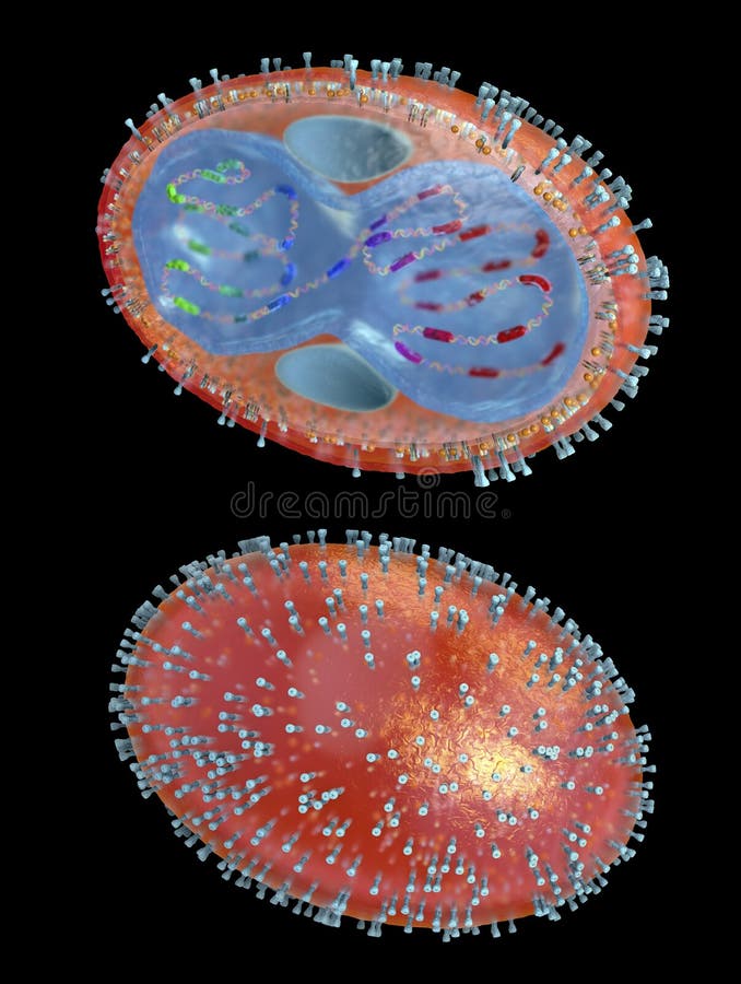 Cross Section of a Smallpox Pathogen with Cell Membrane, Nucleocapsid ...
