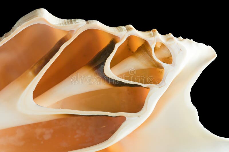 Cross Section of Snail Shell Stock Photo - Image of nature, gastropod ...