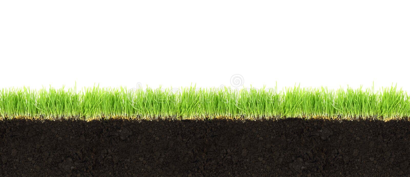 Turf cross section stock photo. Image of field, land, isolated - 6268414