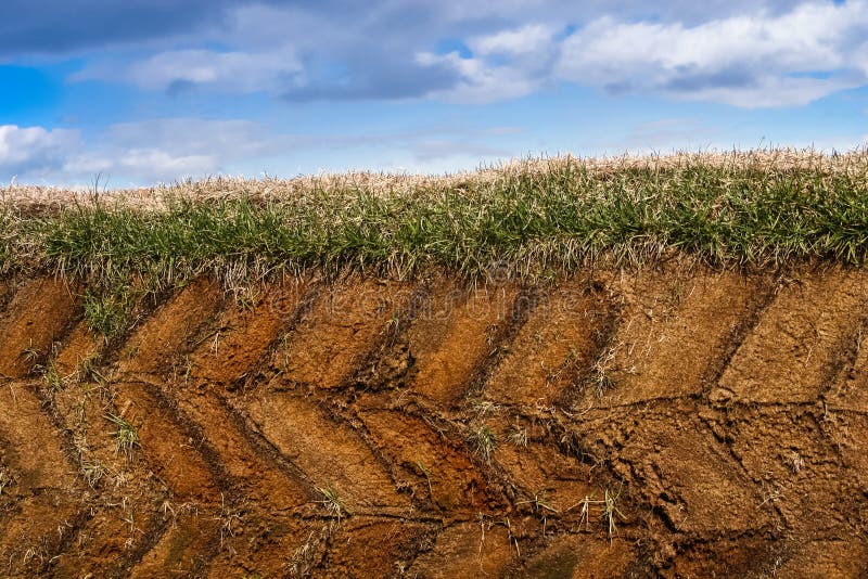Cross section stock image. Image of root, pattern, staged - 46072345