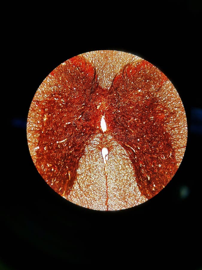 Spinal Cord Cross Section Microscope