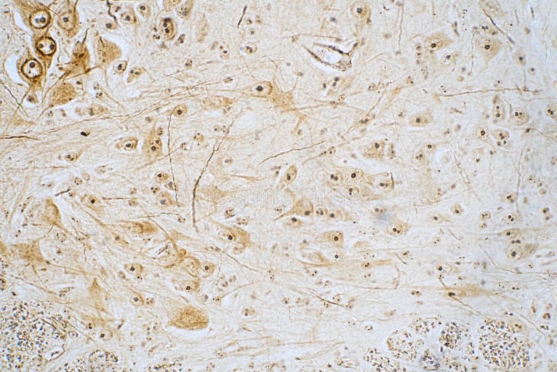 Cross Section of Spinal Cord Under the Microscope View Stock Image ...