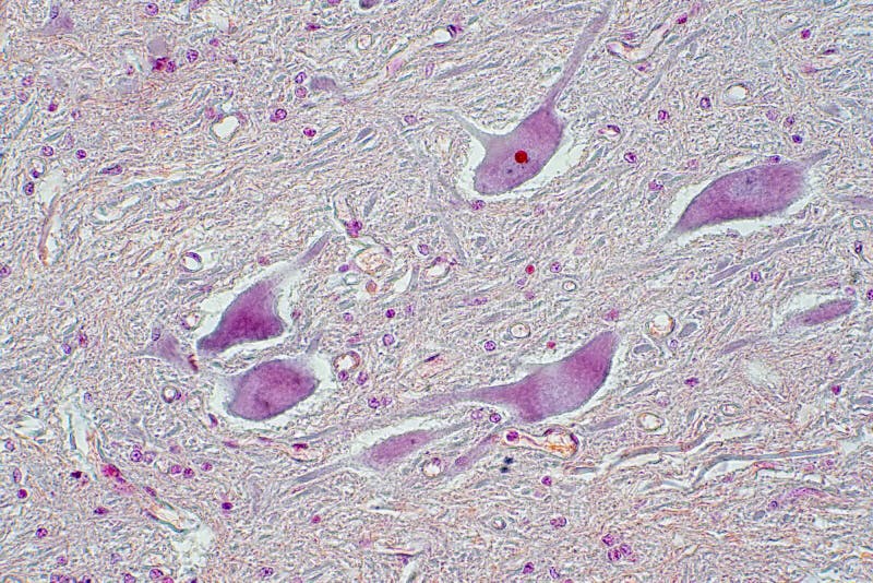 Cross Section of Spinal Cord Under the Microscope View Stock Photo ... Cross Section of Spinal Cord Under the Microscope View Stock Photo ...