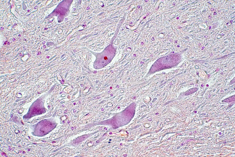 Cross Section of Spinal Cord Under the Microscope View Stock Image ...