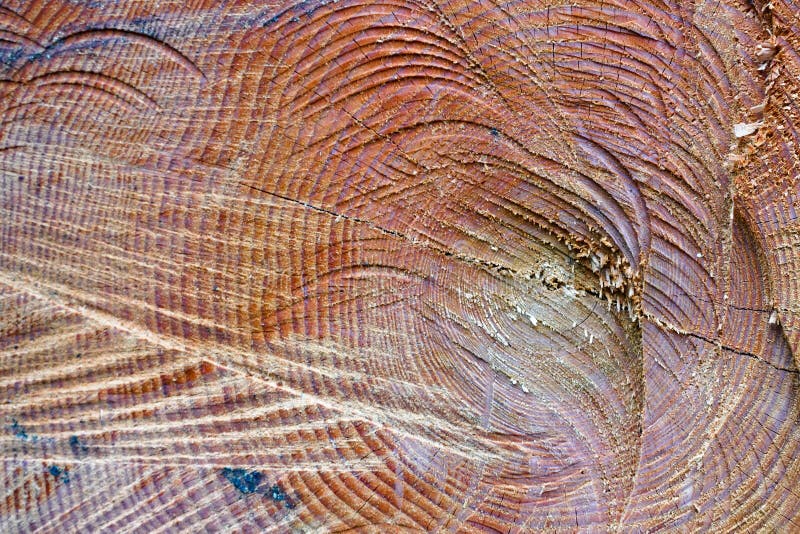 Cross Section of Spruce and Larch Lumber. Close-up Stock Photo - Image ...