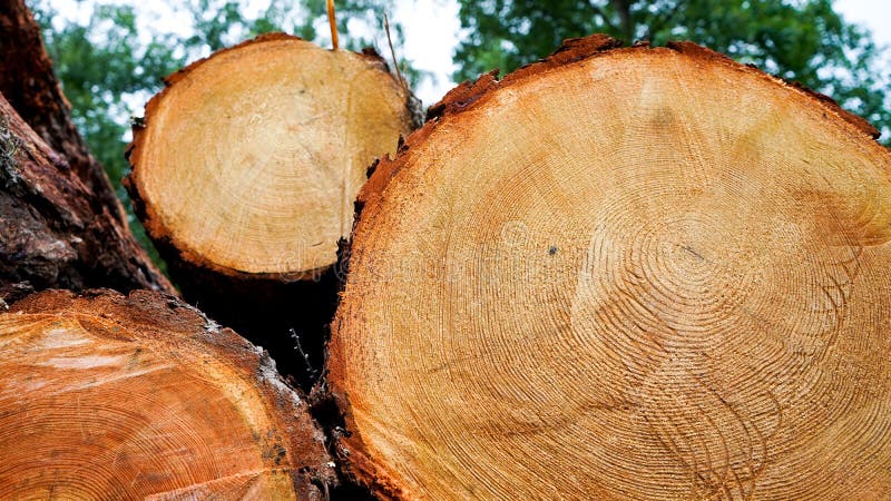 Cross Section of Spruce and Larch Lumber. Close-up Stock Photo - Image ...