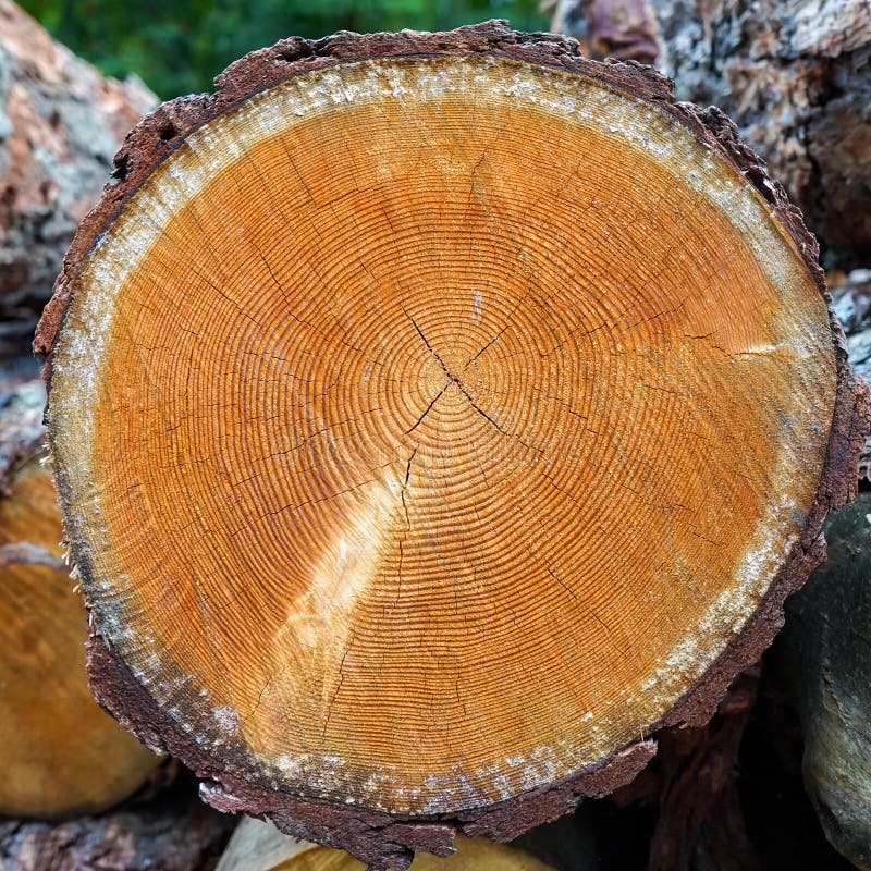 Cross Section of Spruce and Larch Lumber. Close-up Stock Photo - Image ...