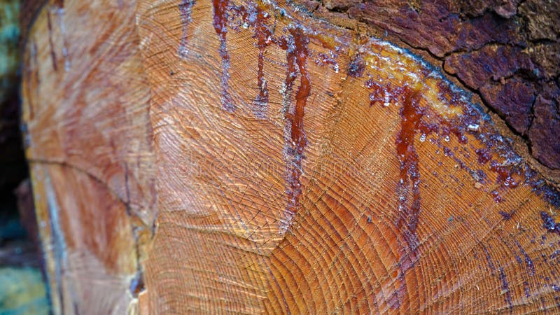 Cross Section of Spruce and Larch Lumber. Close-up Stock Photo - Image ...