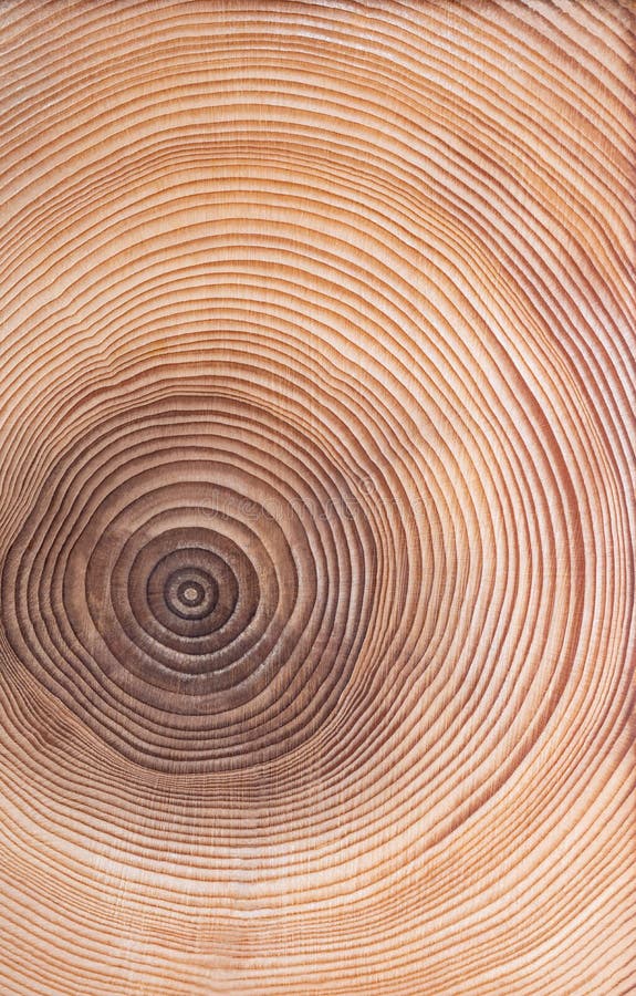 Growth Rings, Annual or Tree Rings, Cross Section of a Spruce Tree ...