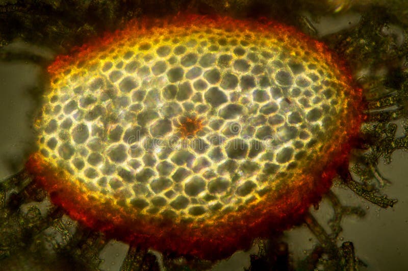 Cross Section of the Stem of a Moss, with Polarization Stock Photo ...