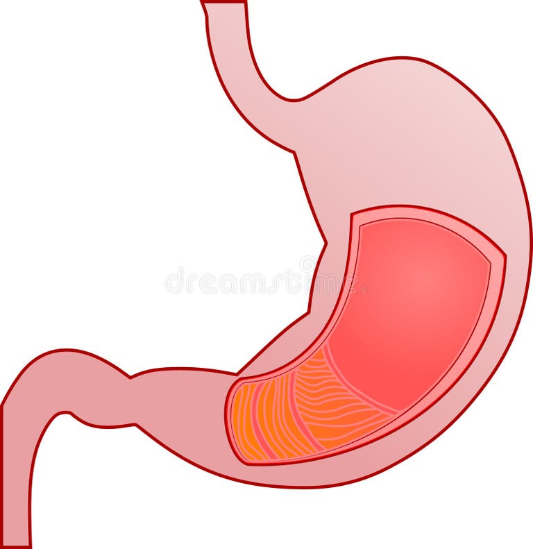 Anatomy Stomach Cut Section Stock Illustrations – 166 Anatomy Stomach ...