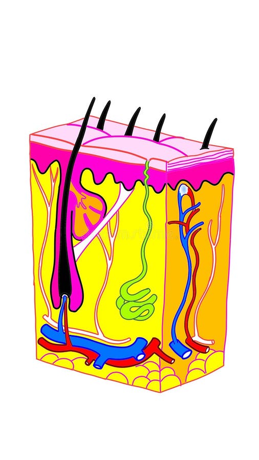 Cross Section Structure of Human Skin Having Sweat Glands Apidermis and ...