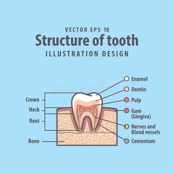 Diagram Tooth Stock Illustrations – 2,995 Diagram Tooth Stock ...