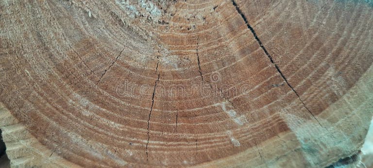 A Cross-section of a Teak Tree after Being Cut Stock Photo - Image of ...