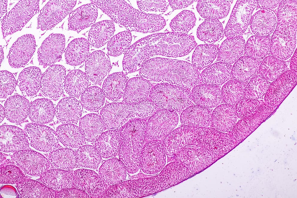 Section of Testis Tissue Under the Microscope . Stock Image - Image of ...