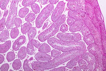 Section of Testis Tissue Under the Microscope . Stock Photo - Image of ...