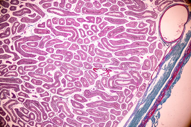 Section of Testis Tissue Under the Microscope . Stock Photo - Image of ...