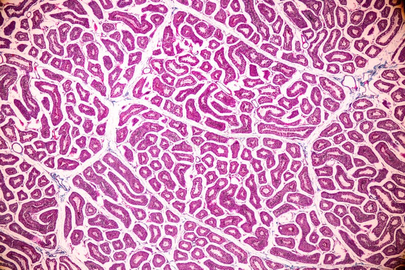 Section of Testis Tissue Under the Microscope . Stock Photo - Image of ...