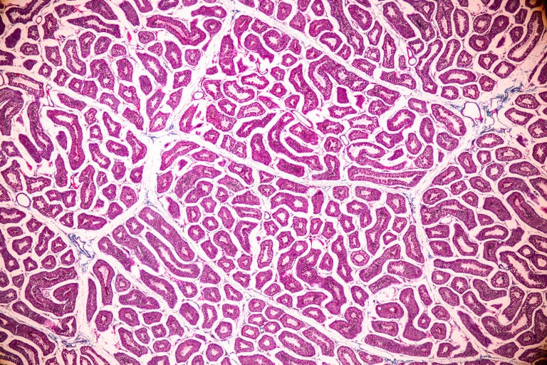 Section of Testis Tissue Under the Microscope . Stock Photo - Image of ...