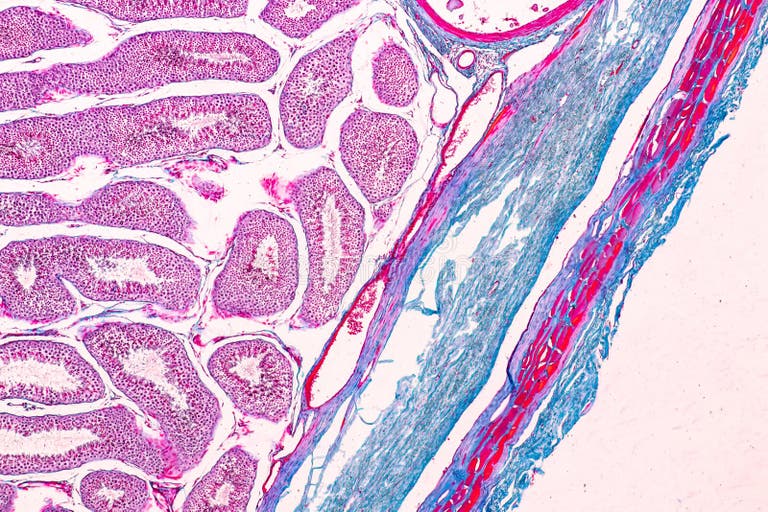 Human Testis Cross Section Microscope Stock Photos - Free & Royalty ...