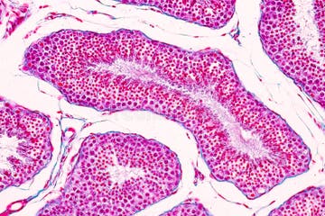 Section of Testis Tissue Under the Microscope . Stock Photo - Image of ...