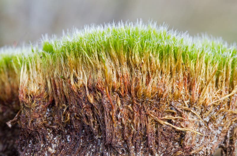 Cross Section through a Carpet of Moss Stock Image - Image of sand ...