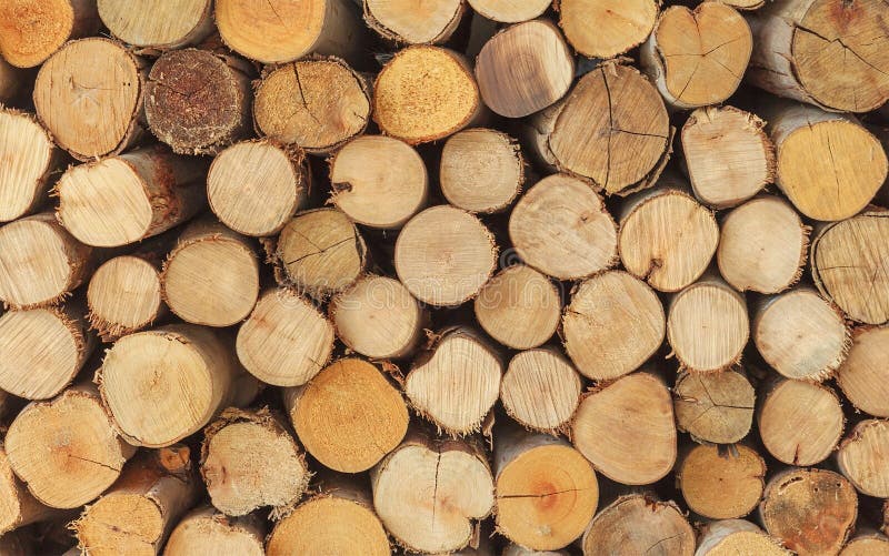 Cross Section of the Timber Stock Image - Image of lumber, forestry ...