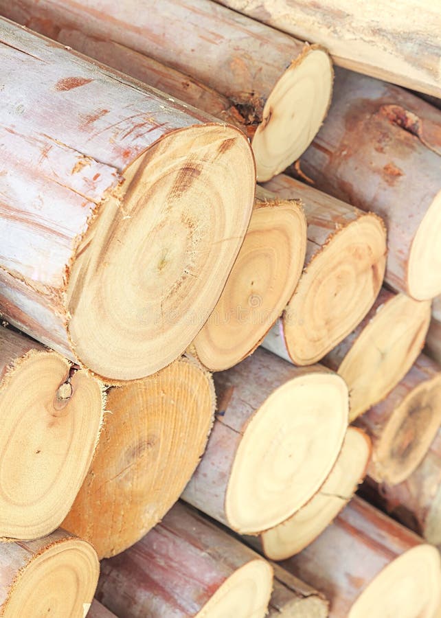 Cross Section of the Timber, Firewood Stack Stock Photo - Image of ...