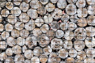 16,046 Cross Section Timber Stock Photos - Free & Royalty-Free Stock ...