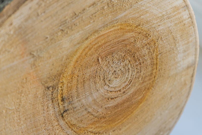 Cross section of the tree stock photo. Image of material - 173047790