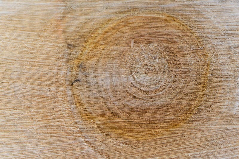 Cross section of the tree stock image. Image of outdoors - 173047803