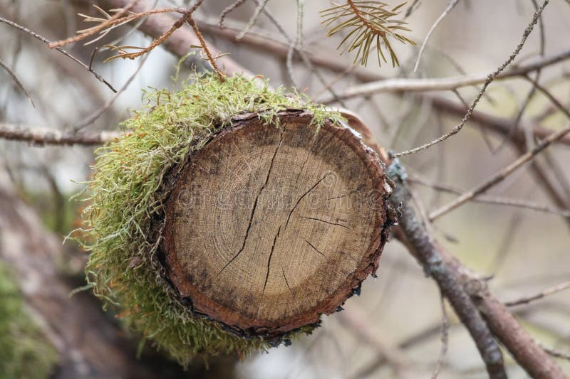 . a Cross-section of a Tree Branch Covered in Moss. Stock Image - Image ...