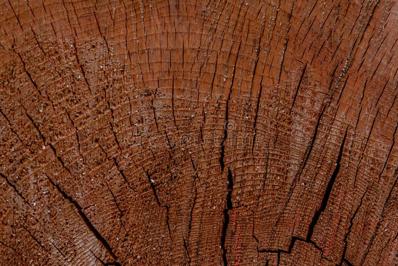 Cross Section of the Tree. Close-up. Background. Stock Image - Image of ...