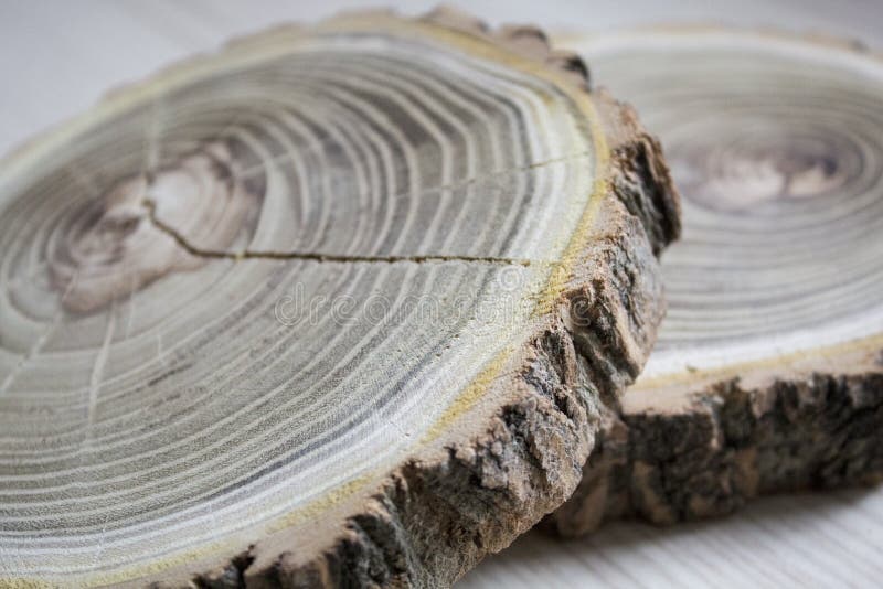 Cross section of the tree stock photo. Image of cross - 110269384