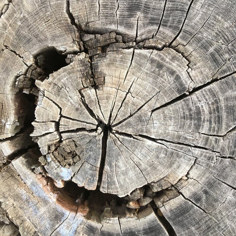 Cross section of the tree stock photo. Image of cross - 169733882