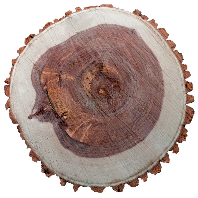 Cross-section of a tree. stock image. Image of circular - 114205951
