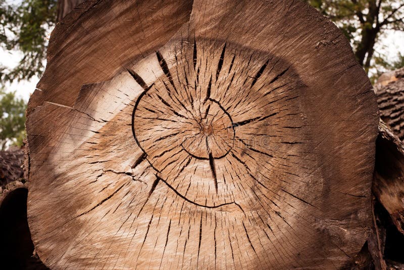 Cross section of tree stock image. Image of segment, flora - 33952583