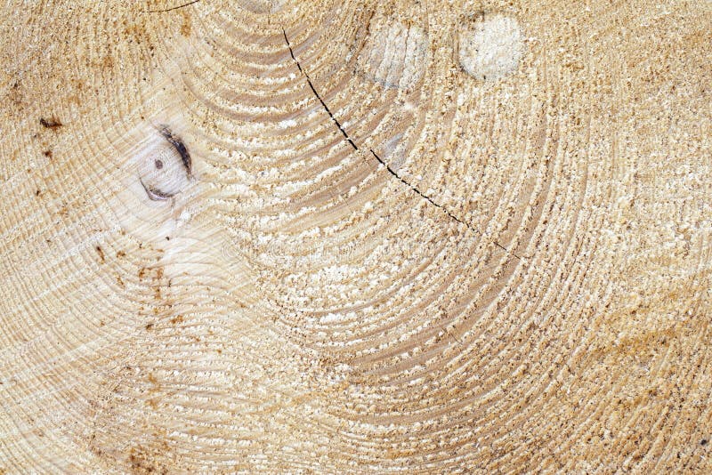 Cross section tree stock image. Image of perennial, rings - 213701087