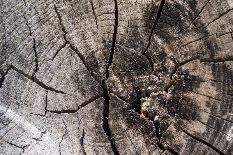 Cross section of the tree stock image. Image of shape - 76279707