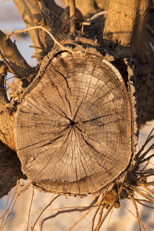 A Cross Section of a Tree with Deep Cracks. Wooden Texture Stock Photo ...