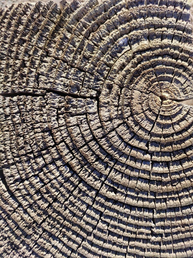 Cross Section of Tree Depicting Natural Grooves and Beautiful Patterns ...