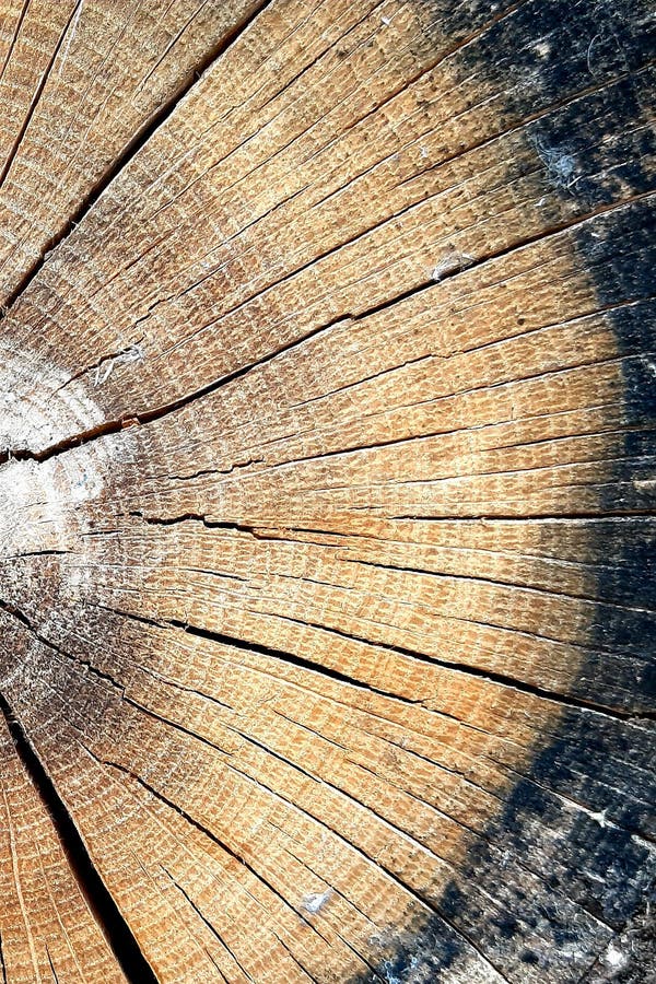 Cross Section of the Tree. Drawing of Rings on a Log Stock Photo ...