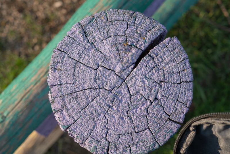 Cross Section of a Tree. the End of a Lilac Wooden Fence Post. Stock ...