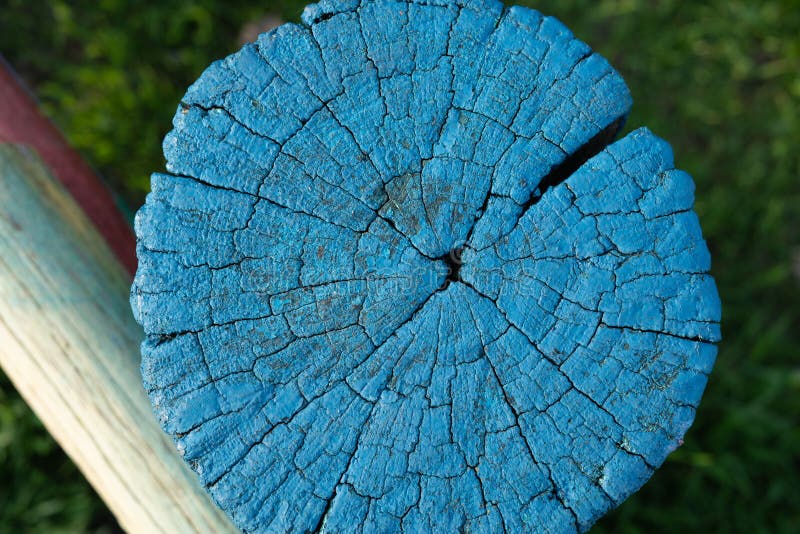 Cross Section of a Tree. the End of the Wooden Fence Post is Blue ...