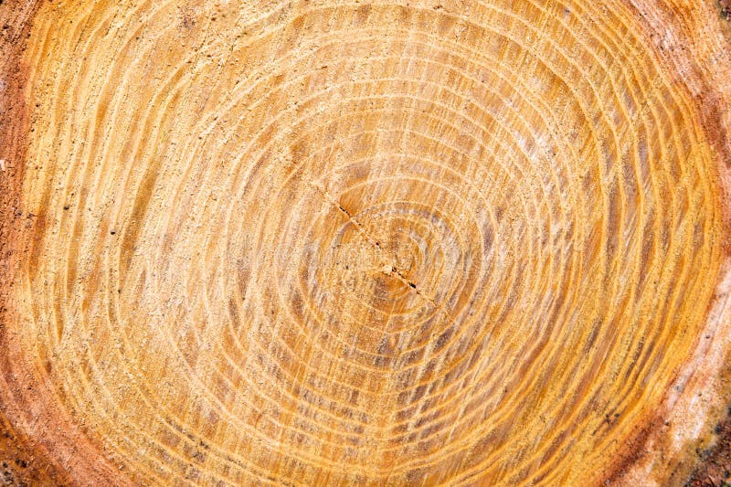 Tree laurel trunk Close up stock photo. Image of forest - 156875834