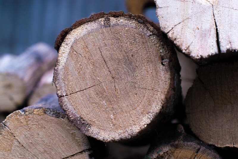 Cross Section of the Tree Macro Background. Stock Image - Image of ...