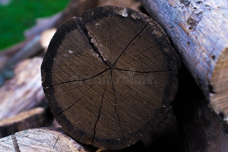 Cross Section of the Tree Macro. Stock Image - Image of macro, stack ...